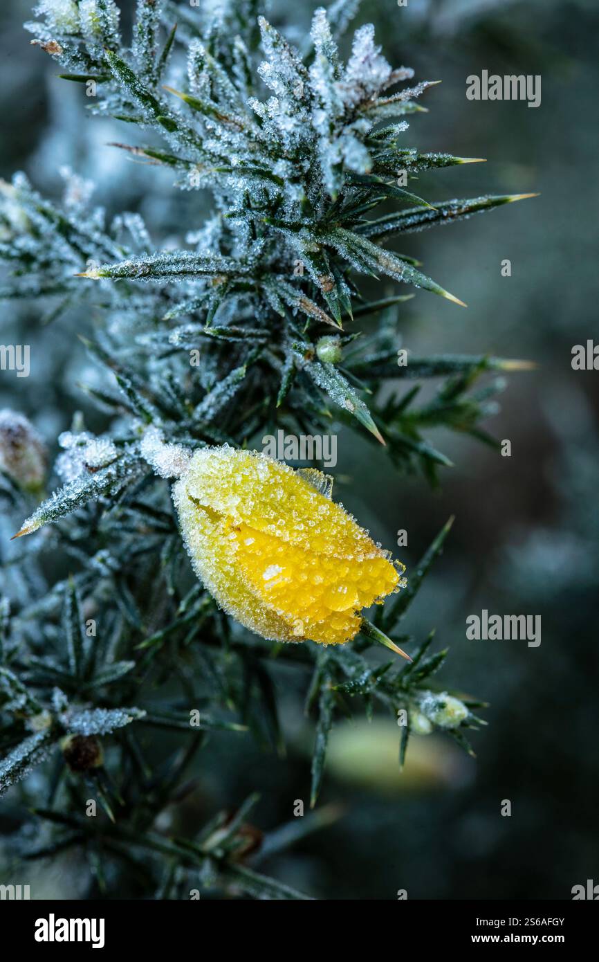 Brilliant yellow Gorse,common gorse, Ulex Europaeus , flower tinged ...