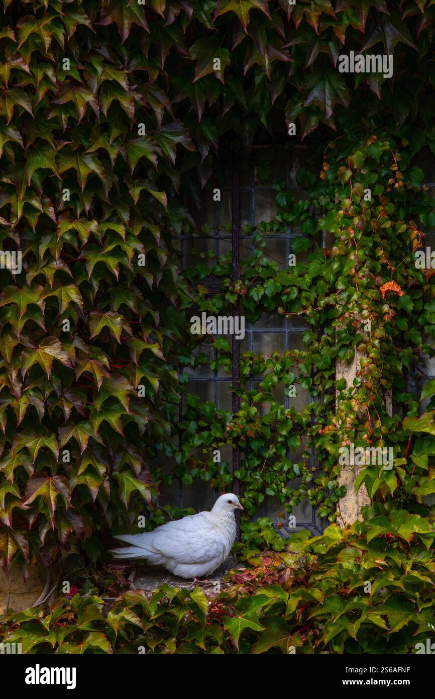 Kent, UK - September 16th 2024: A dove perched the exterior of the ...