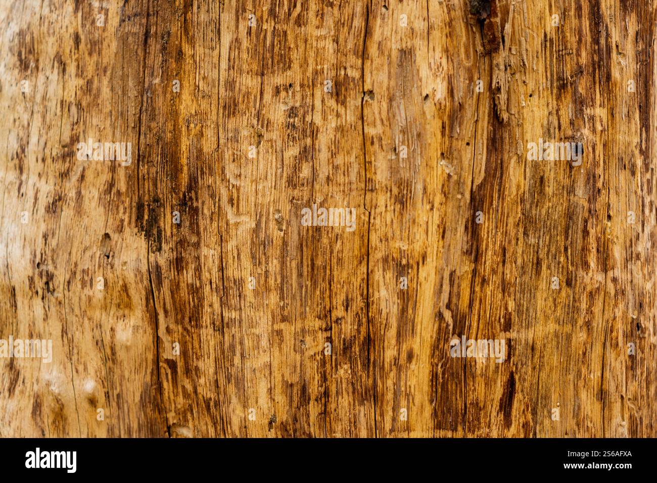 This close-up view highlights the intricate details and rich colors of ...