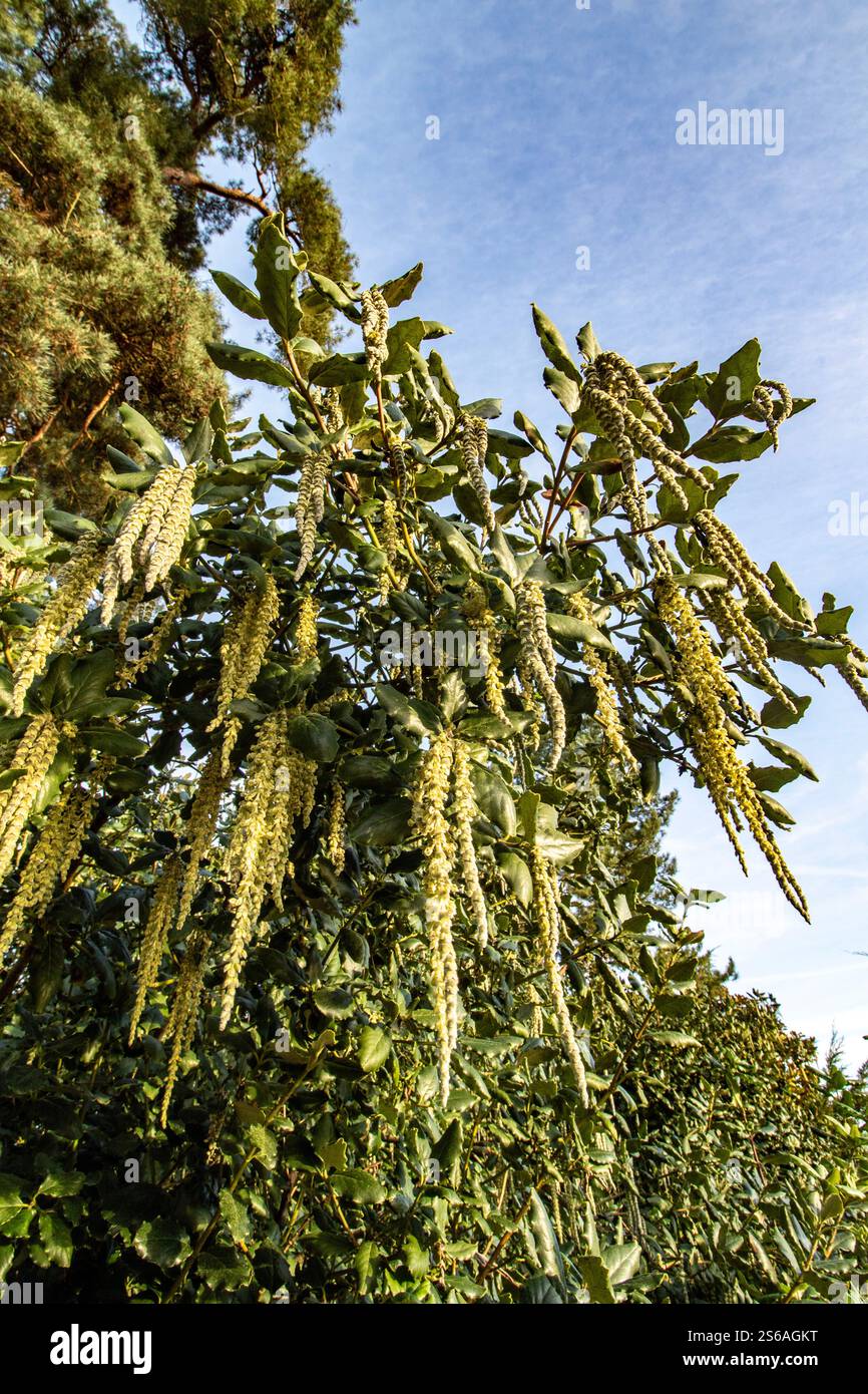 Natural close up plant portrait of the stunning long catkins of Garrya ...