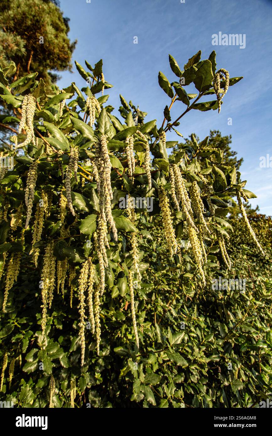 Natural close up plant portrait of the stunning long catkins of Garrya ...