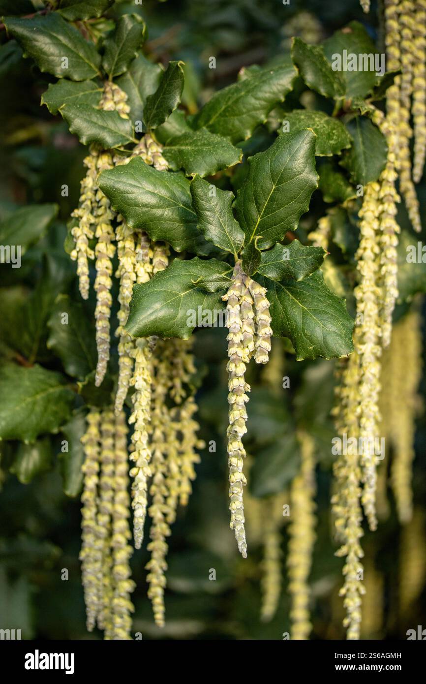 Natural close up plant portrait of the stunning long catkins of Garrya ...