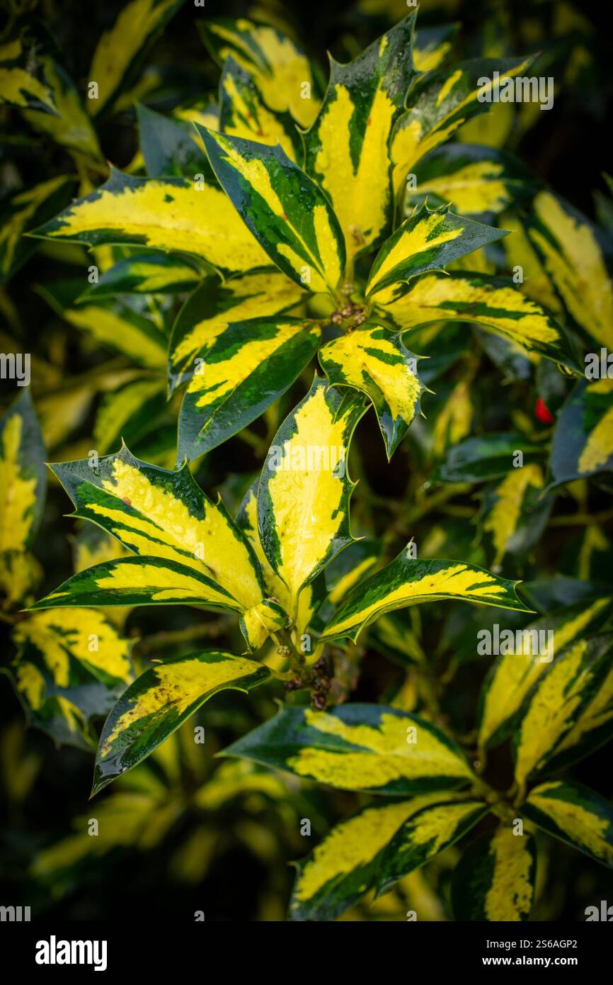 Beautifully variegated Ilex Aquitolium 'Northern Lights’. Natural close ...