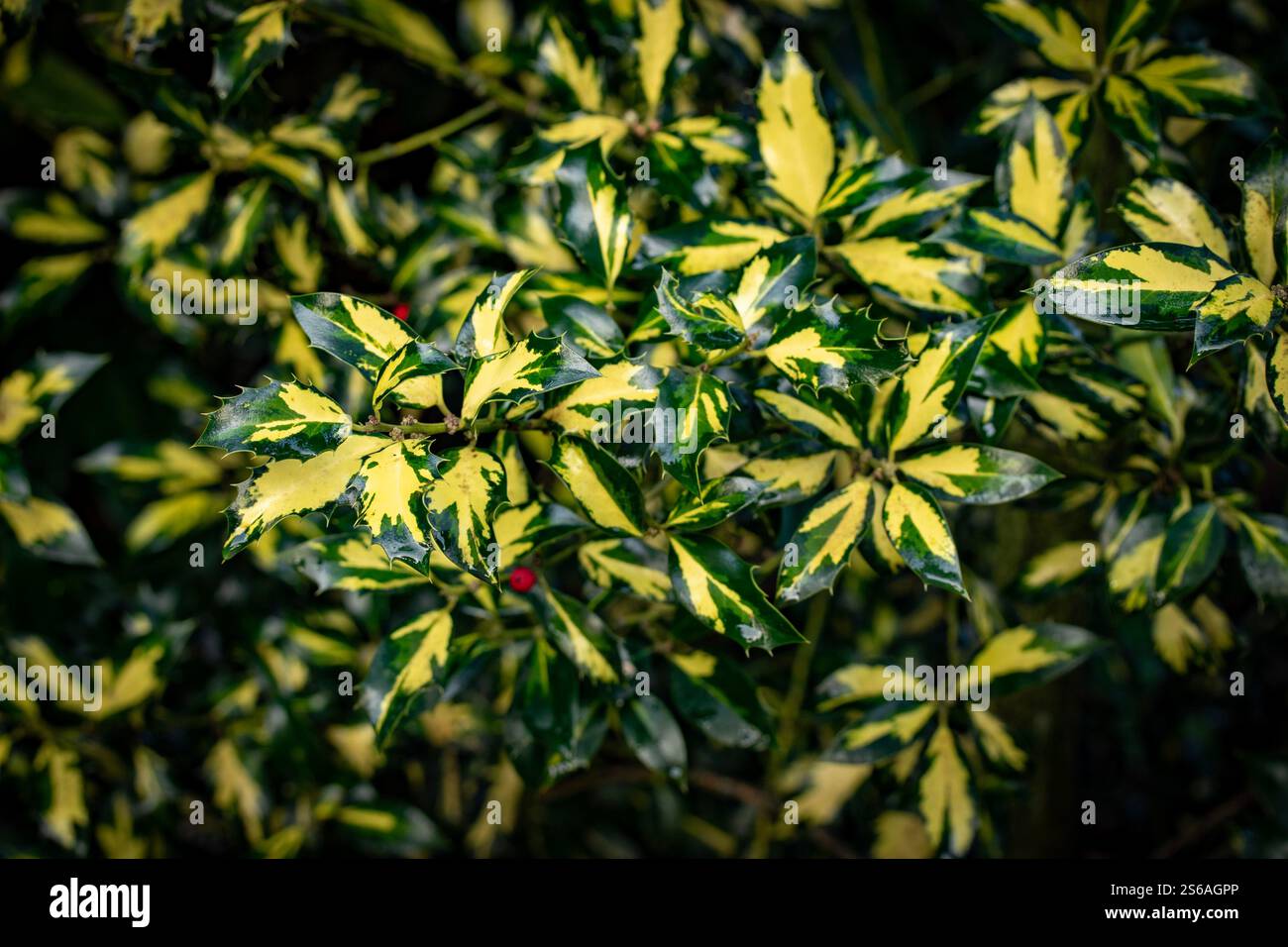 Beautifully variegated Ilex Aquitolium 'Northern Lights’. Natural close ...