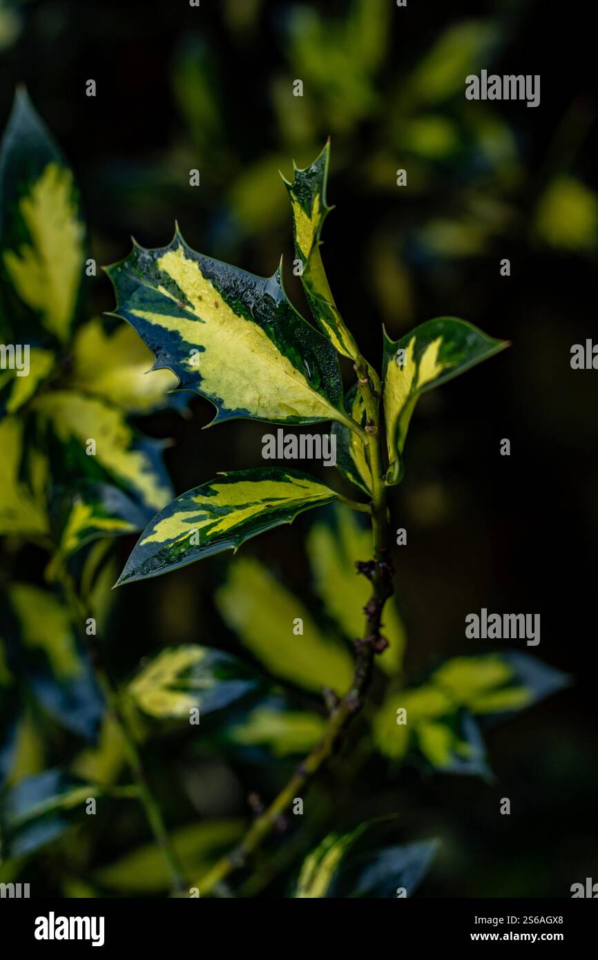 Beautifully variegated Ilex Aquitolium 'Northern Lights’. Natural close ...