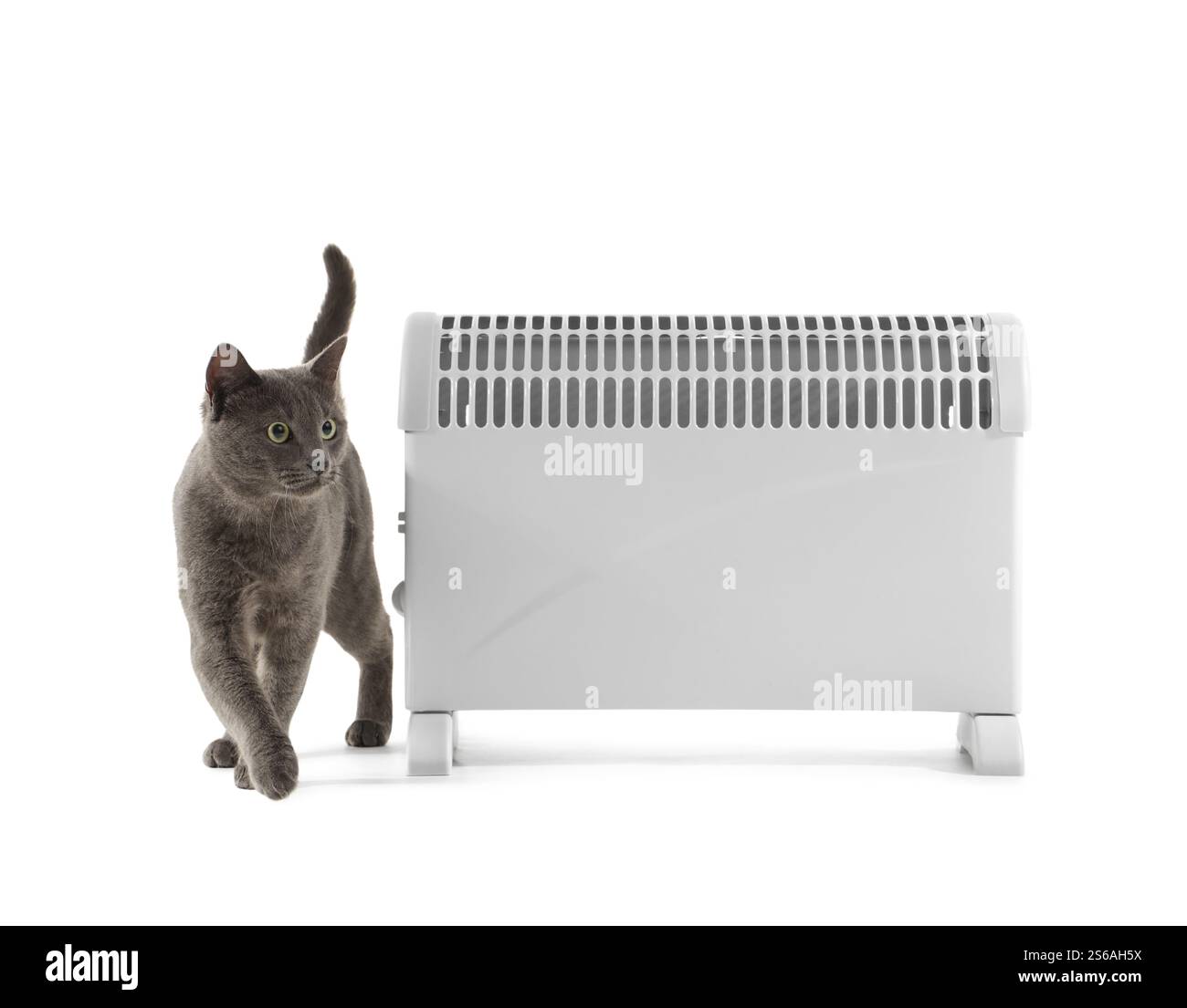 Cute cat with radiator on white background Stock Photo - Alamy