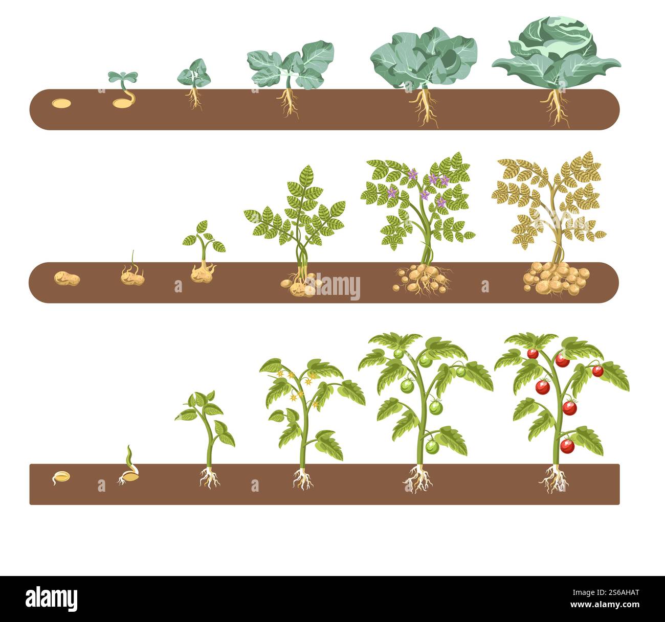 Cabbage potato and tomato plant growing stages isolated garden vector vegetables plantation and ...