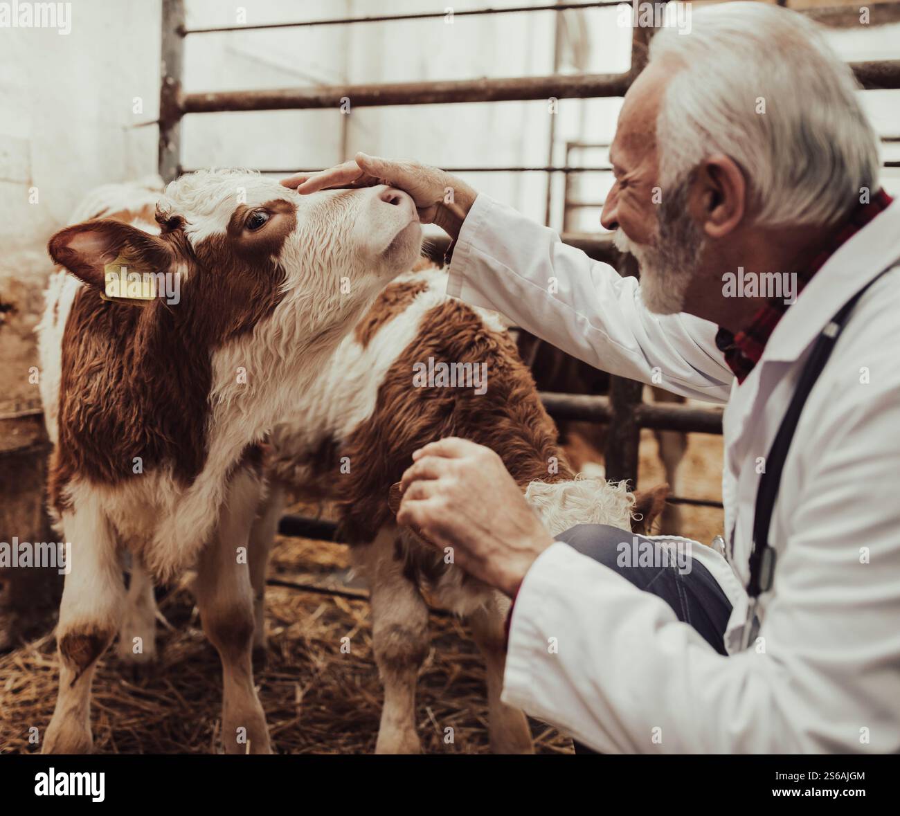 Senior veterinarian patting calf on head in stable on ranch, taking ...