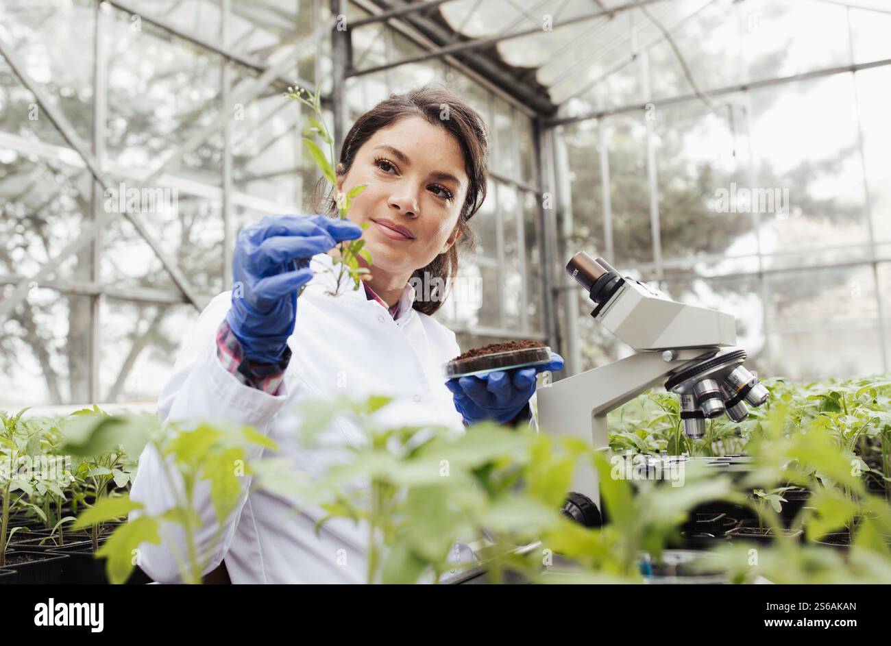 Pretty young woman agronomist looking at seedling and holding petri ...