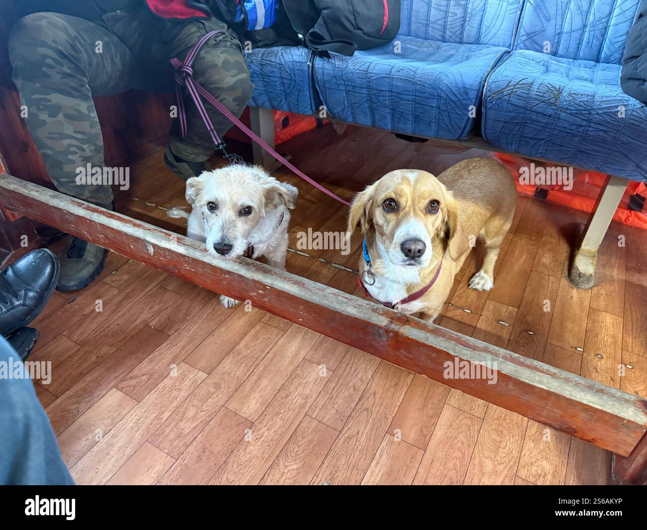 two cute pet dogs on public transport under the table looking at the ...