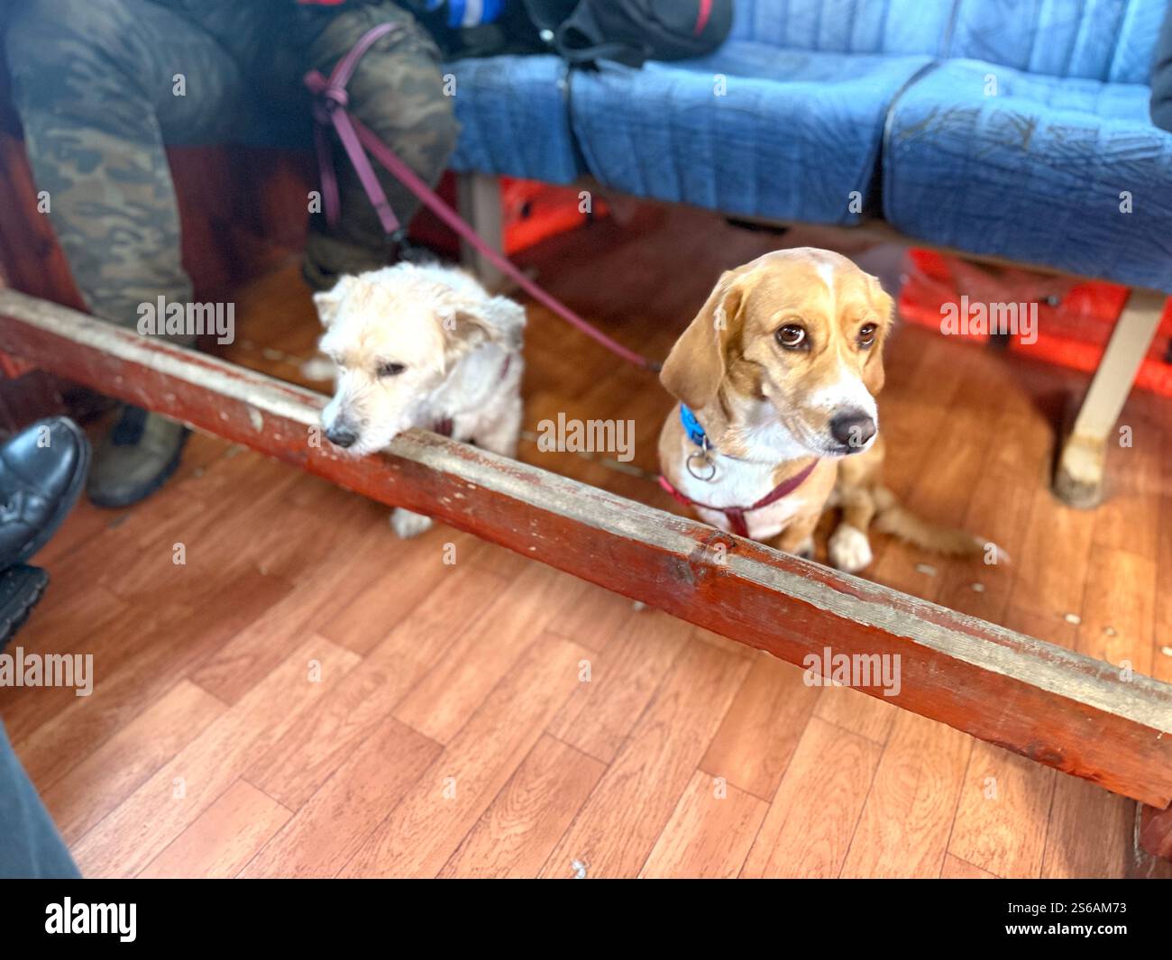 two cute pet dogs on public transport under the table looking at the ...