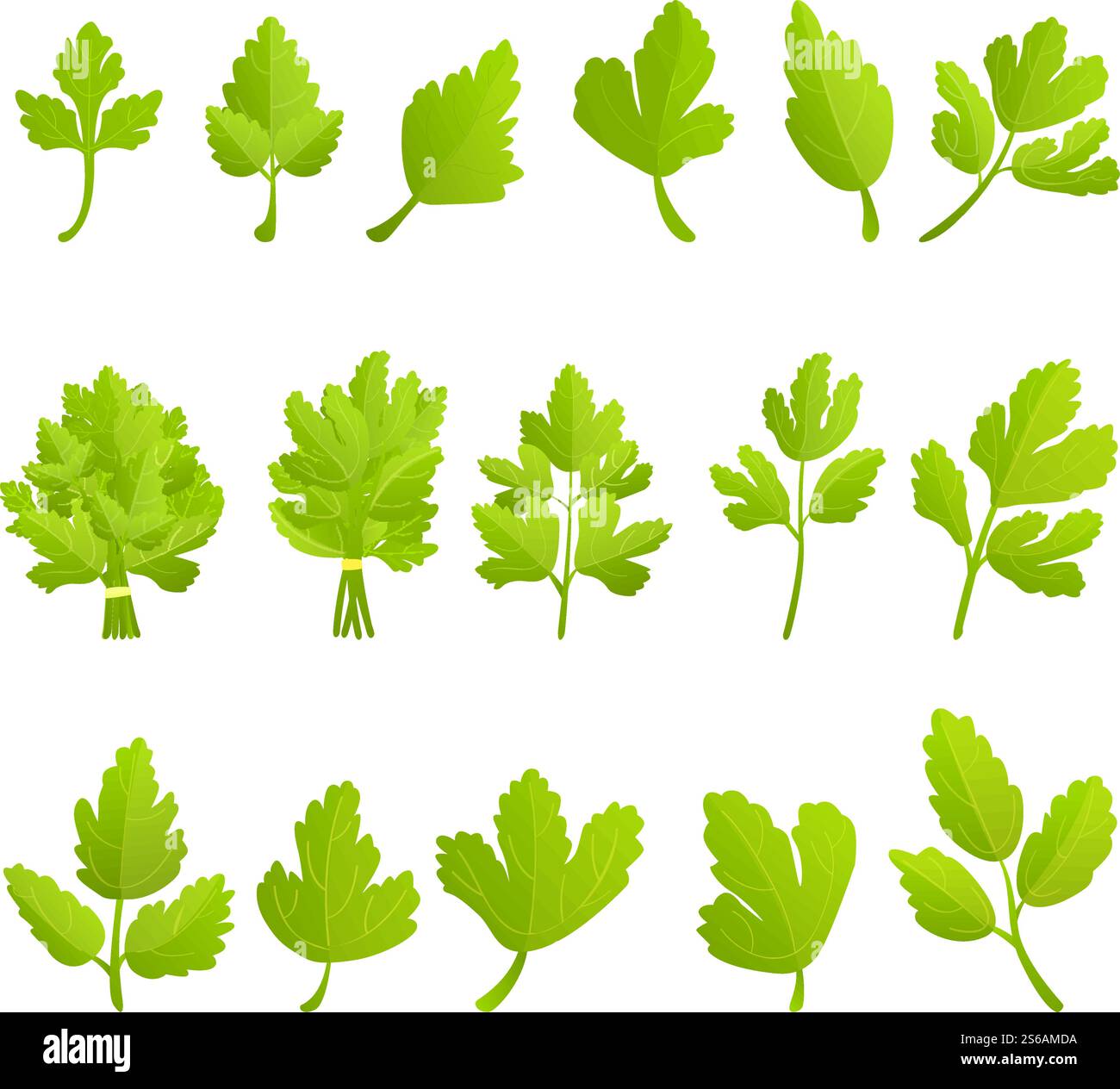 Parsley icons set. Cartoon set of parsley vector icons for web design ...