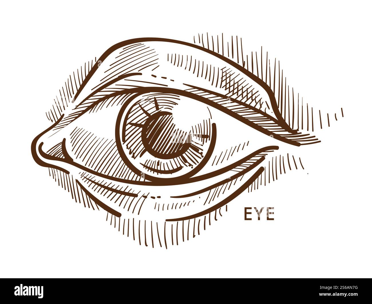Human eye pupil and iris vector isolated sketch perception organ vision ...