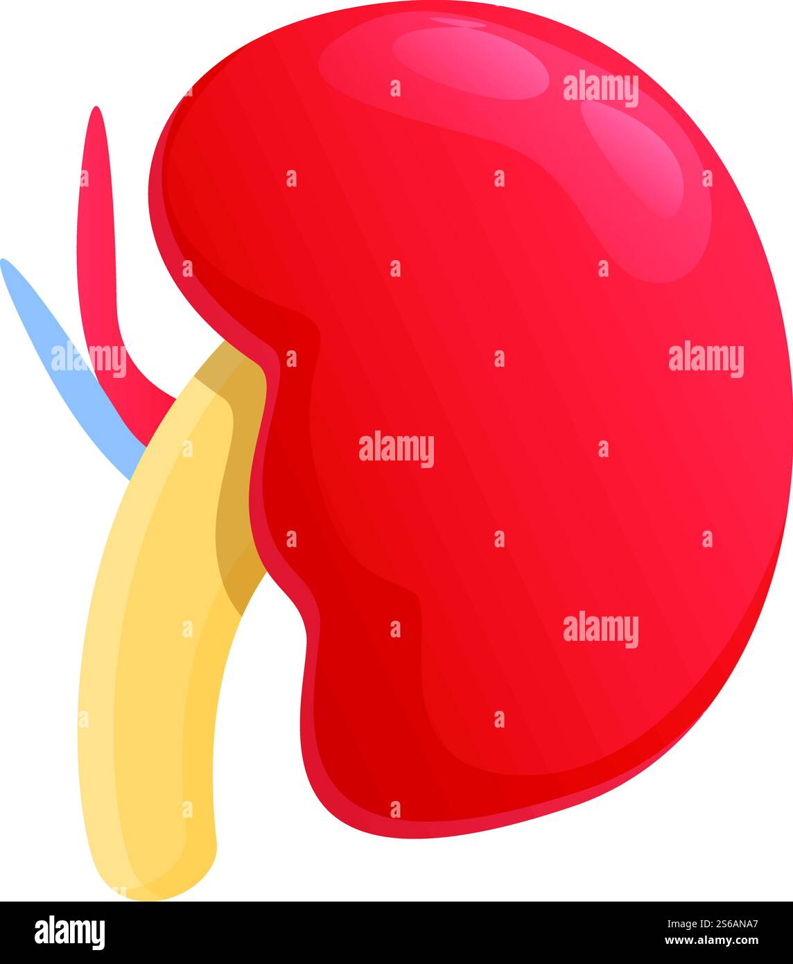 Urology kidney icon. Cartoon of urology kidney vector icon for web ...