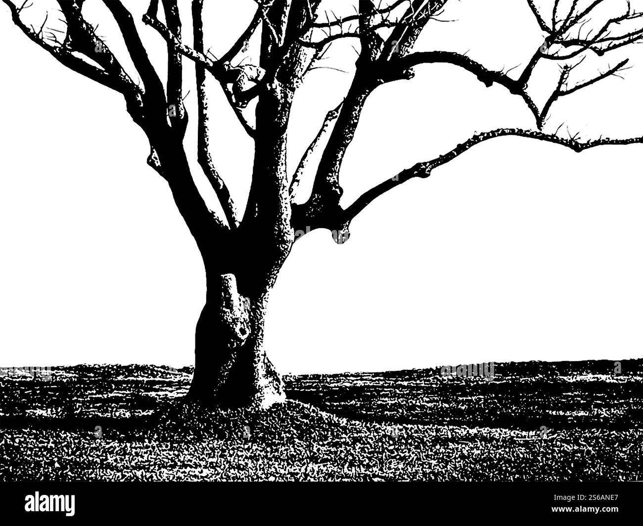 Front view wide shot big leave-less tree at grass land isolated black ...