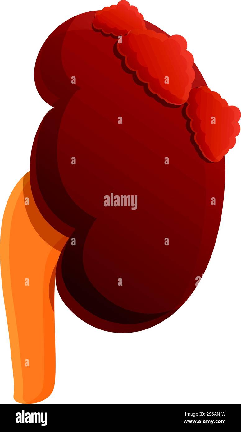 Anatomy kidney icon. Cartoon of anatomy kidney vector icon for web ...