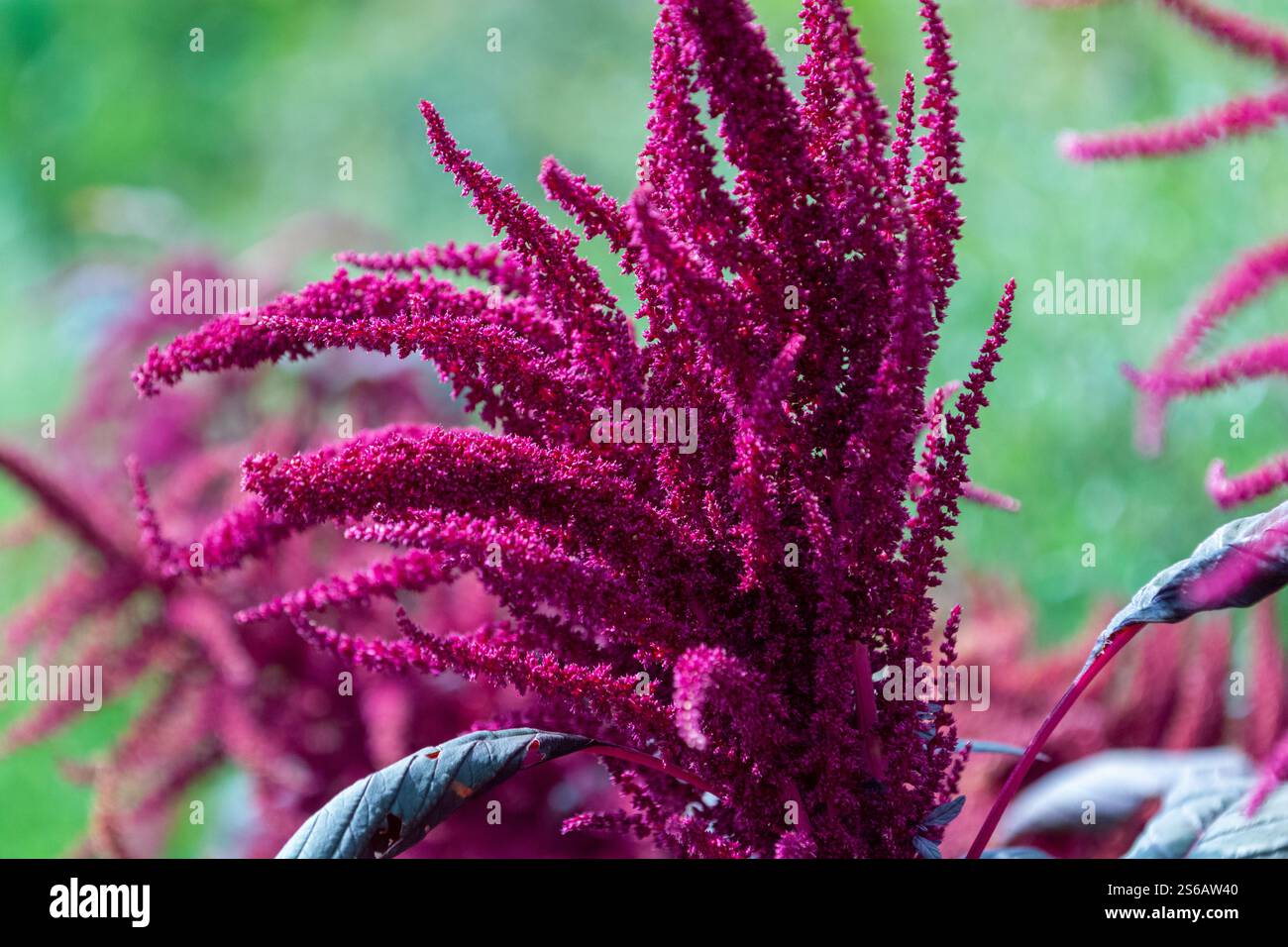 beautiful pink torch like flower of costa rica Stock Photo - Alamy