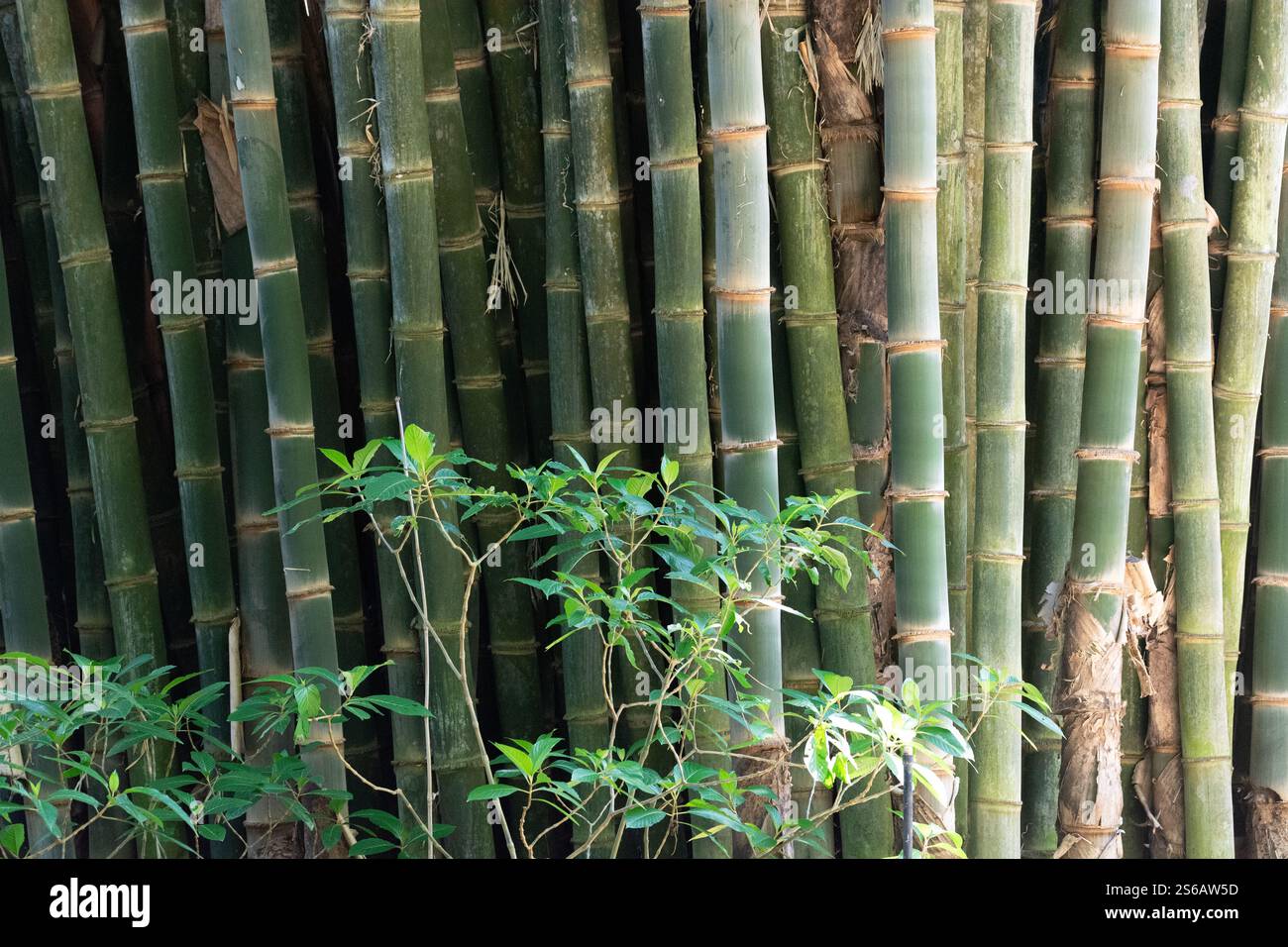 Big bamboo culms hi-res stock photography and images - Alamy