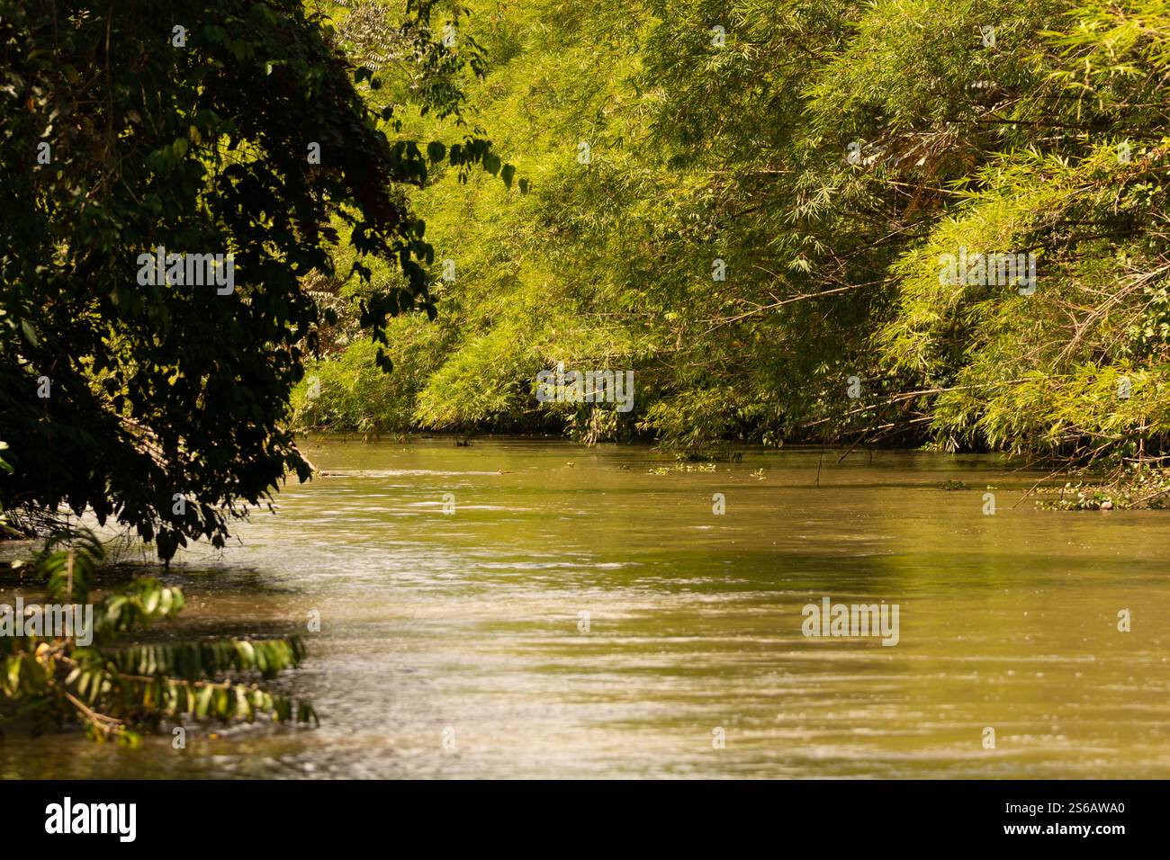 view at the river from a boat in domical costa rice Stock Photo - Alamy