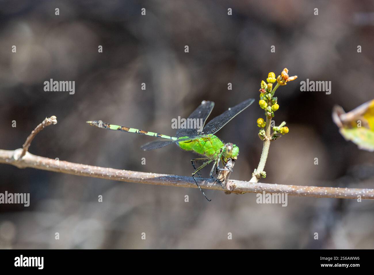 large green dragonfly eating his prey in horizontes experimental forest ...