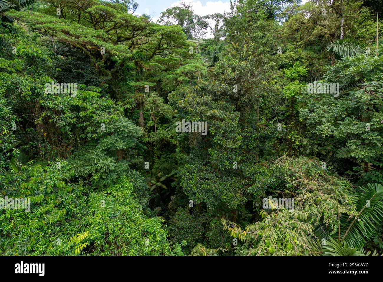 jungle view from hanging bridges in costa rica Stock Photo - Alamy