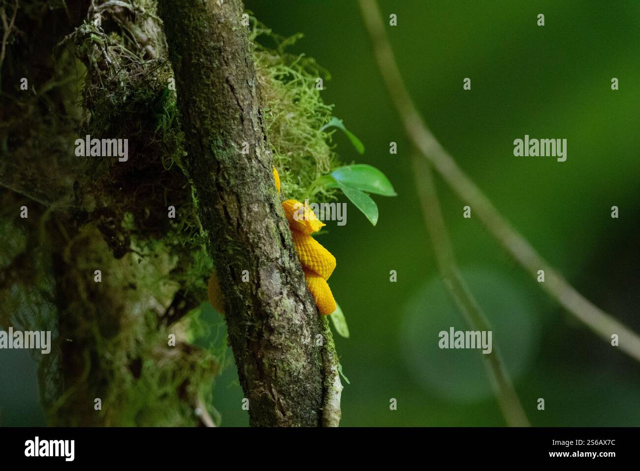 Highland eyelash pitviper hi-res stock photography and images - Alamy