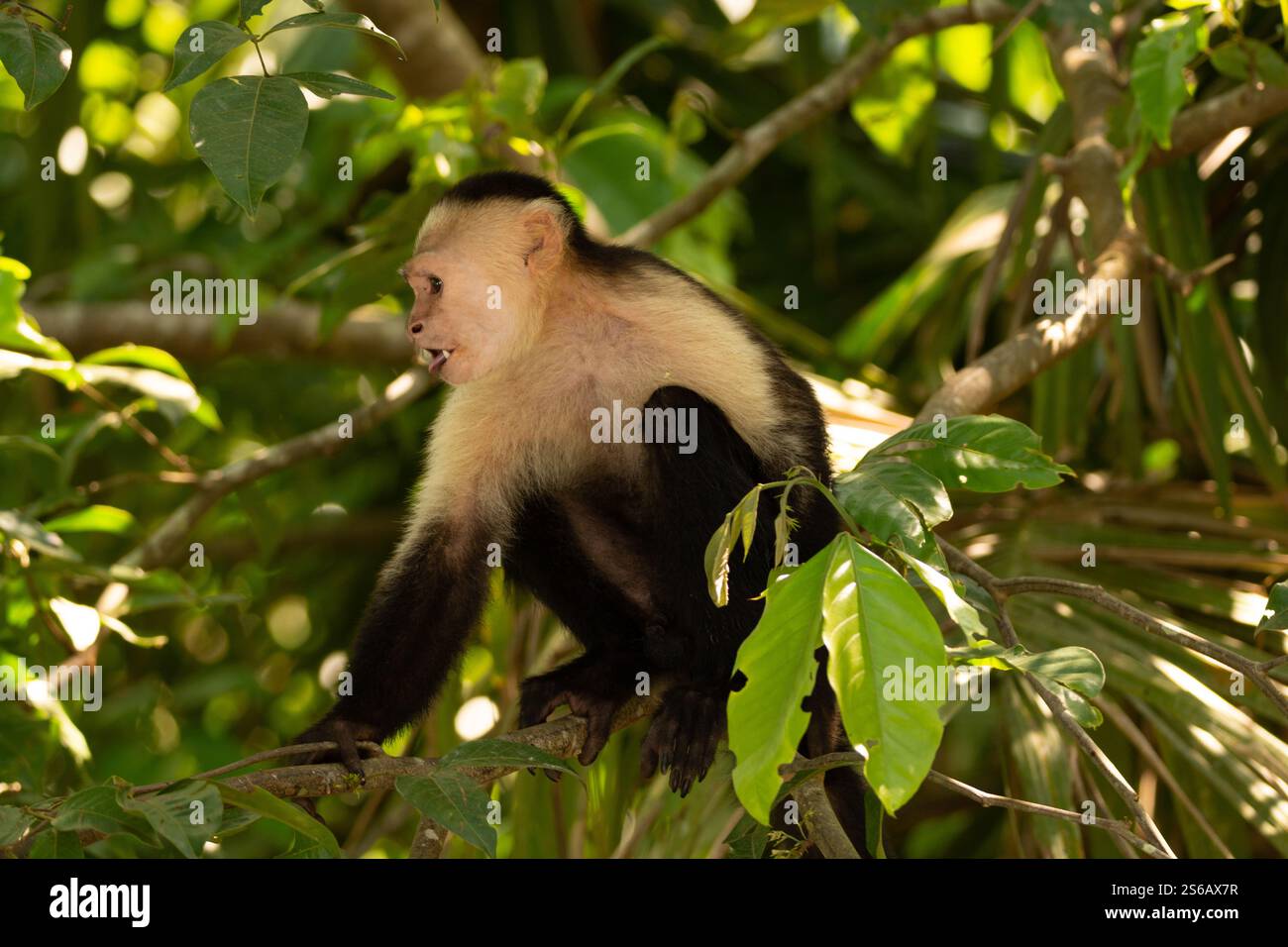 Monkey sitting river close up hi-res stock photography and images - Alamy