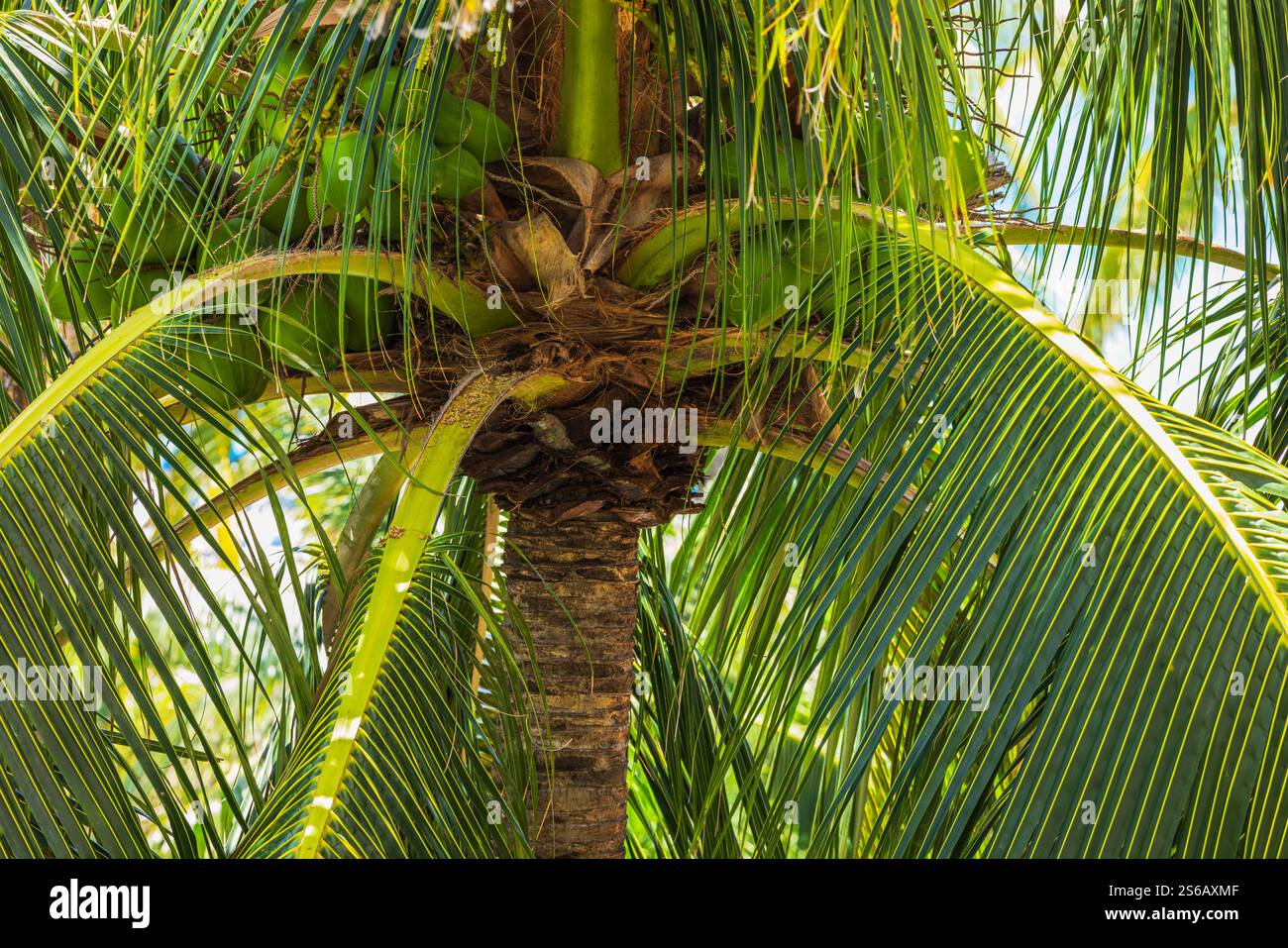 Close-up view of coconut palm tree with green coconuts growing among ...