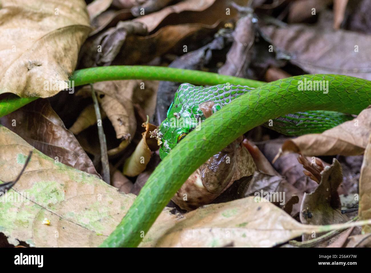 Ide striped palm viper hi-res stock photography and images - Alamy