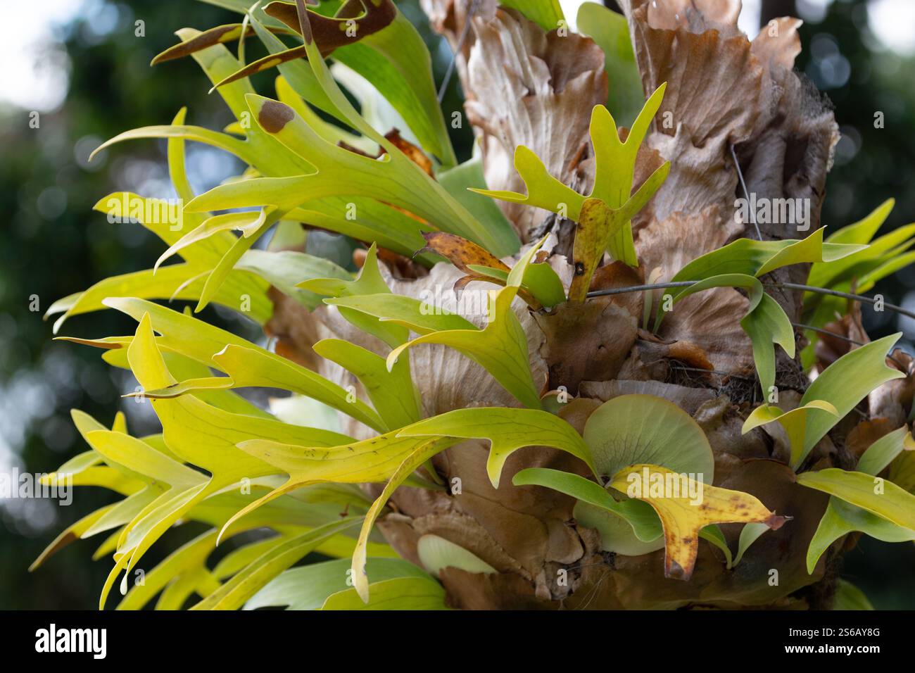 Green ark foundation hi-res stock photography and images - Alamy