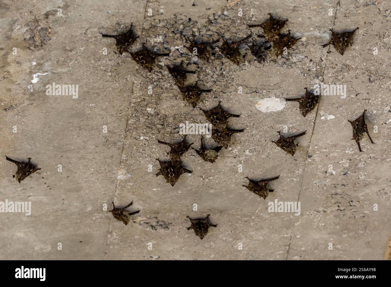 large group of proboscis bat hanging unterneath a bridge at the river ...