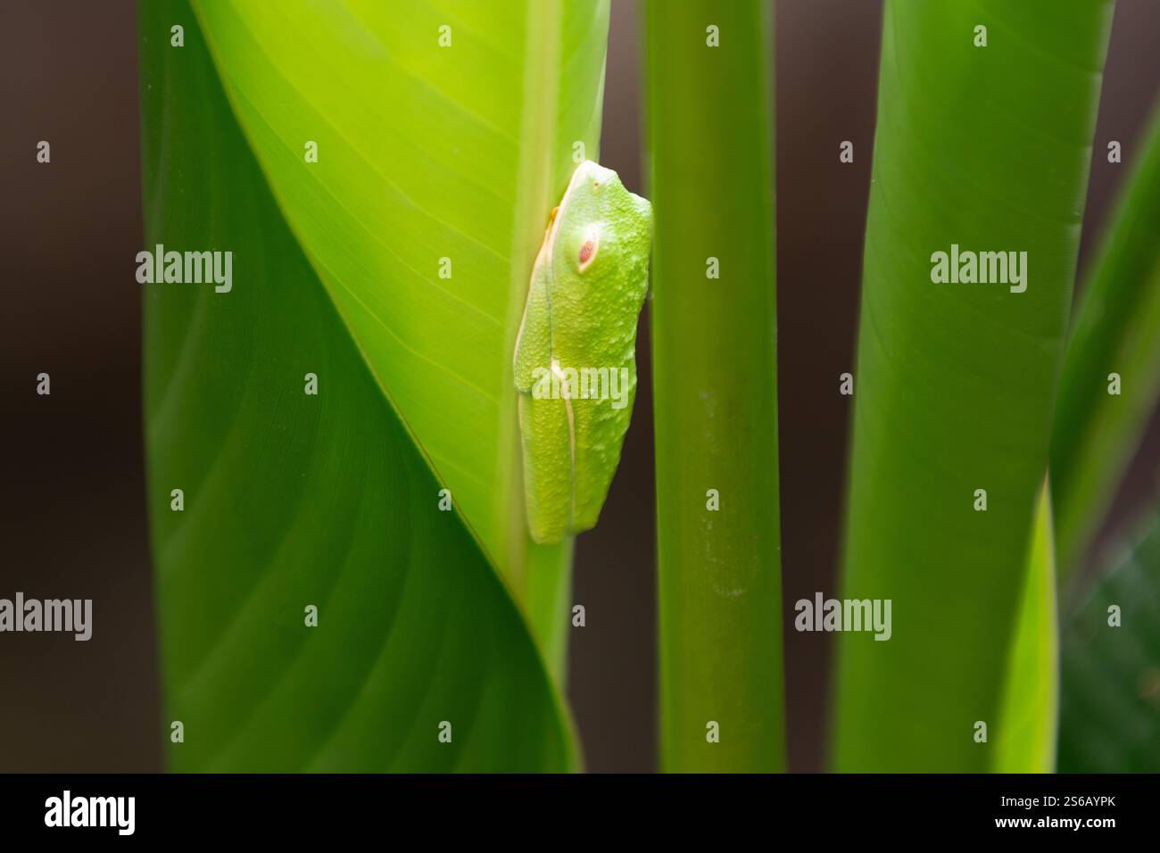 close-up of a green gliding tree frog lying on a leaf Stock Photo - Alamy