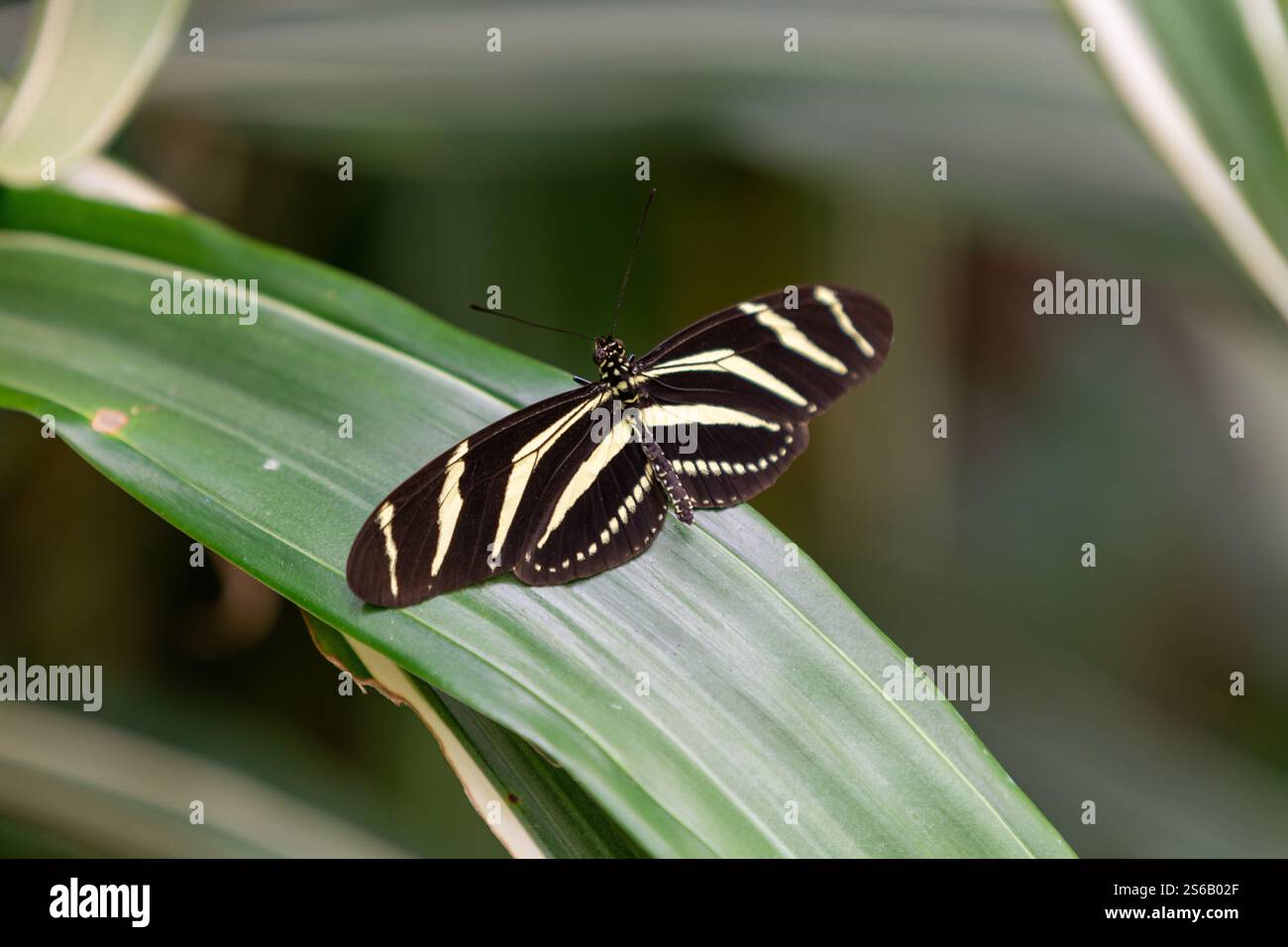 close-up of a zebra longwing butterfly in costa rica Stock Photo - Alamy