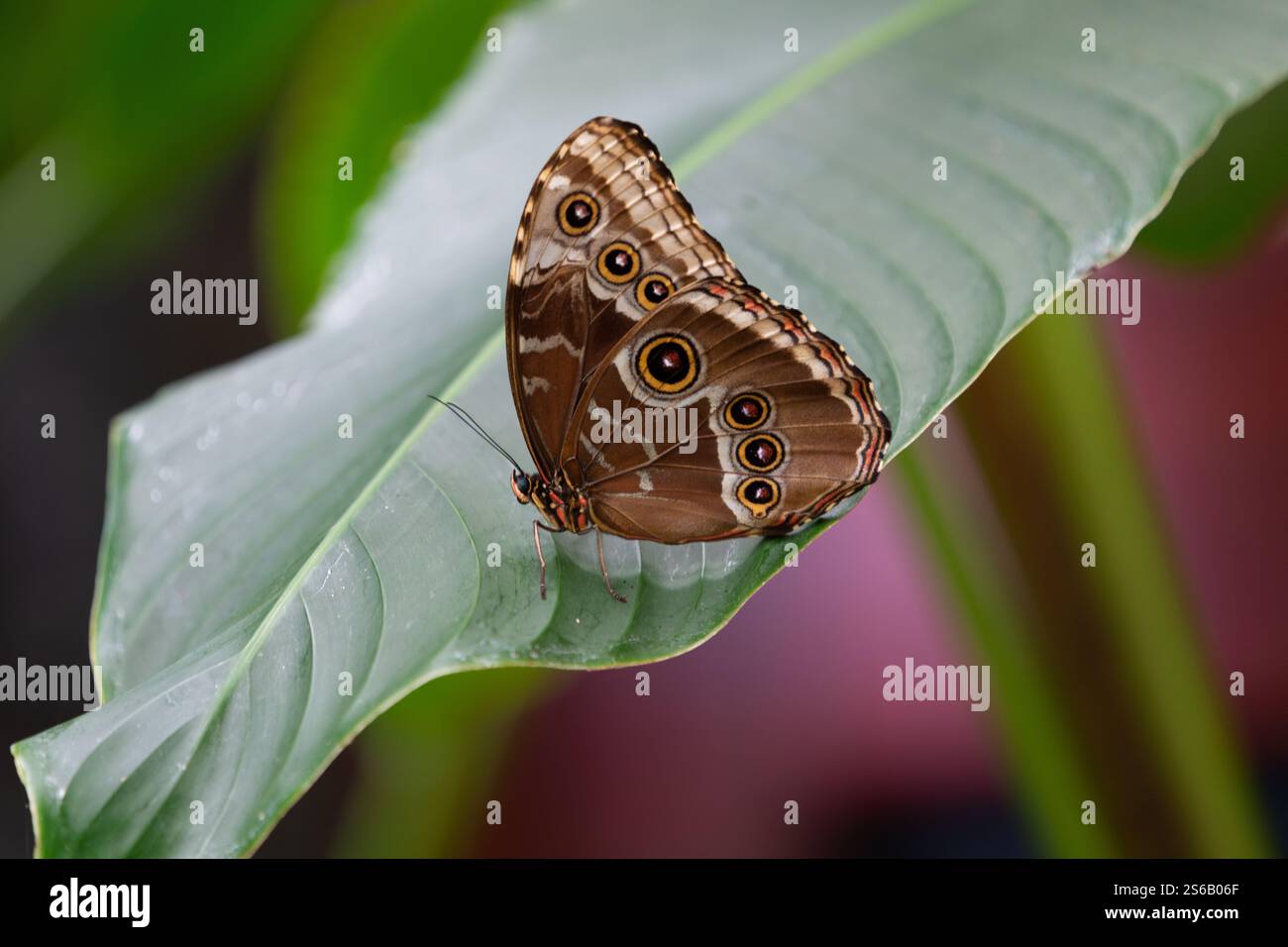 Morpho helenor butterfly ventral view Stock Photo - Alamy