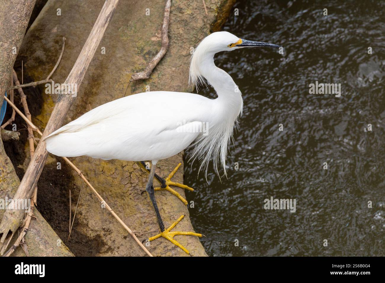white snowy egret with long neck hunting at Tarcoles river in costa ...