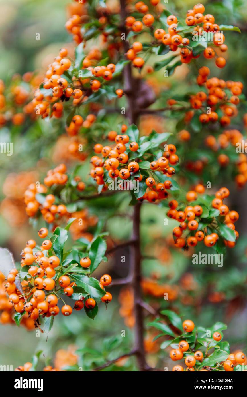 Pyracantha is a genus of large, thorny evergreen shrubs in the family ...