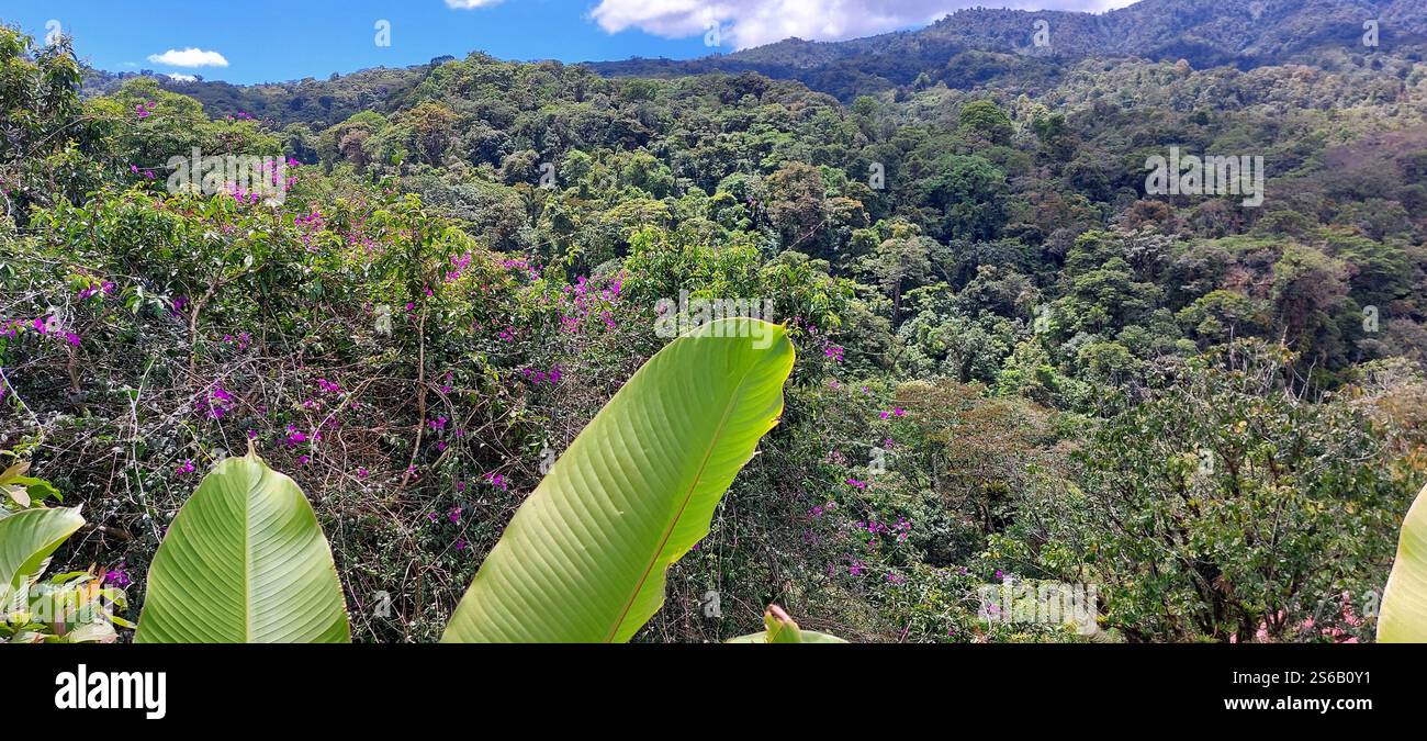 landscape view of la paz waterfall gardens park in costa rica Stock ...