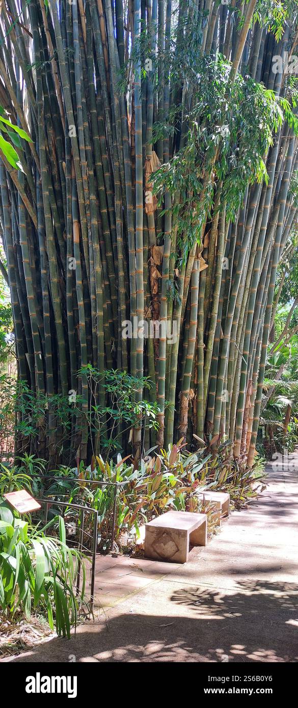 Large bamboo in a conservation area Stock Photo - Alamy