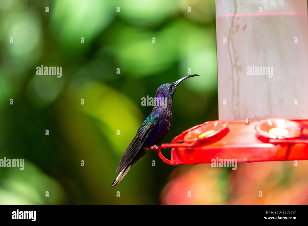 close-up of a violet sabrewing hummingbird eating from a feeder Stock ...