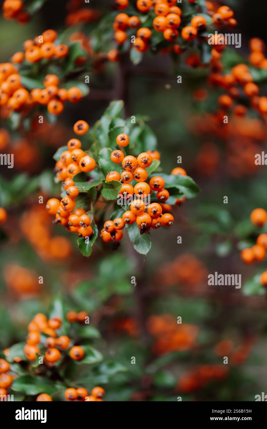 Pyracantha is a genus of large, thorny evergreen shrubs in the family ...