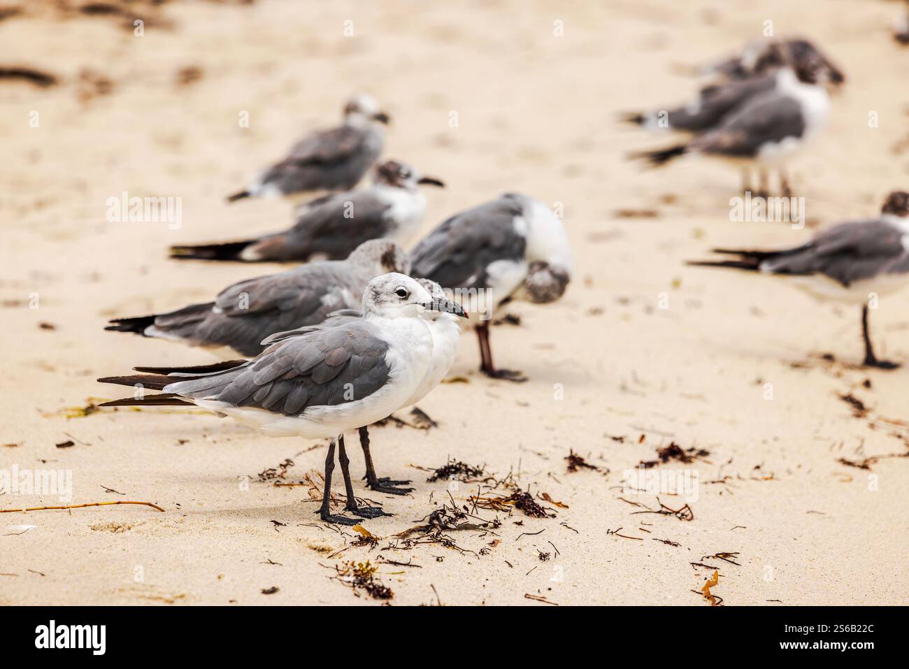 Flock of seagulls resting on sandy beach Atlantic ocean with scattered ...