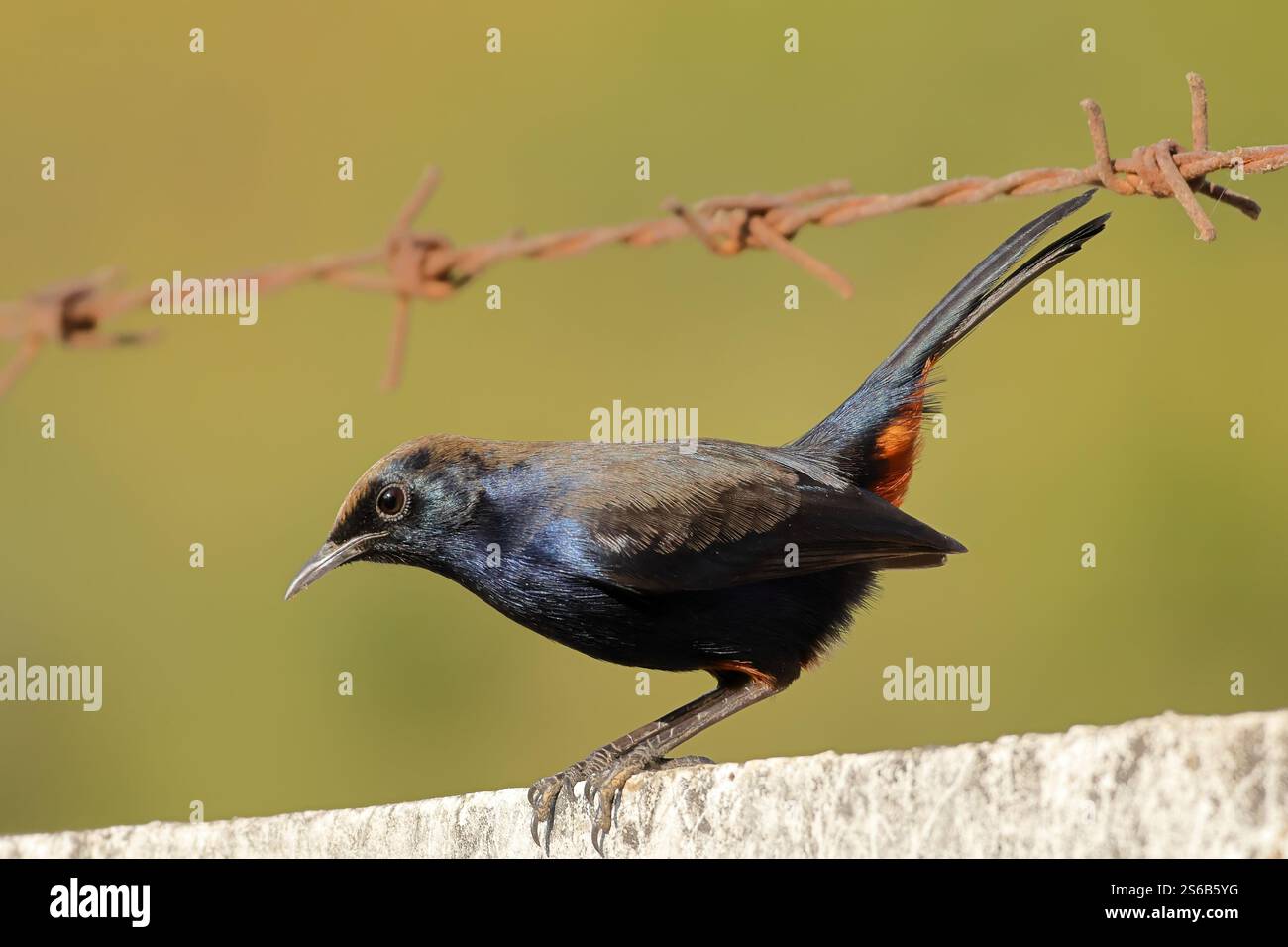 Indian robin male bird india hi-res stock photography and images - Alamy