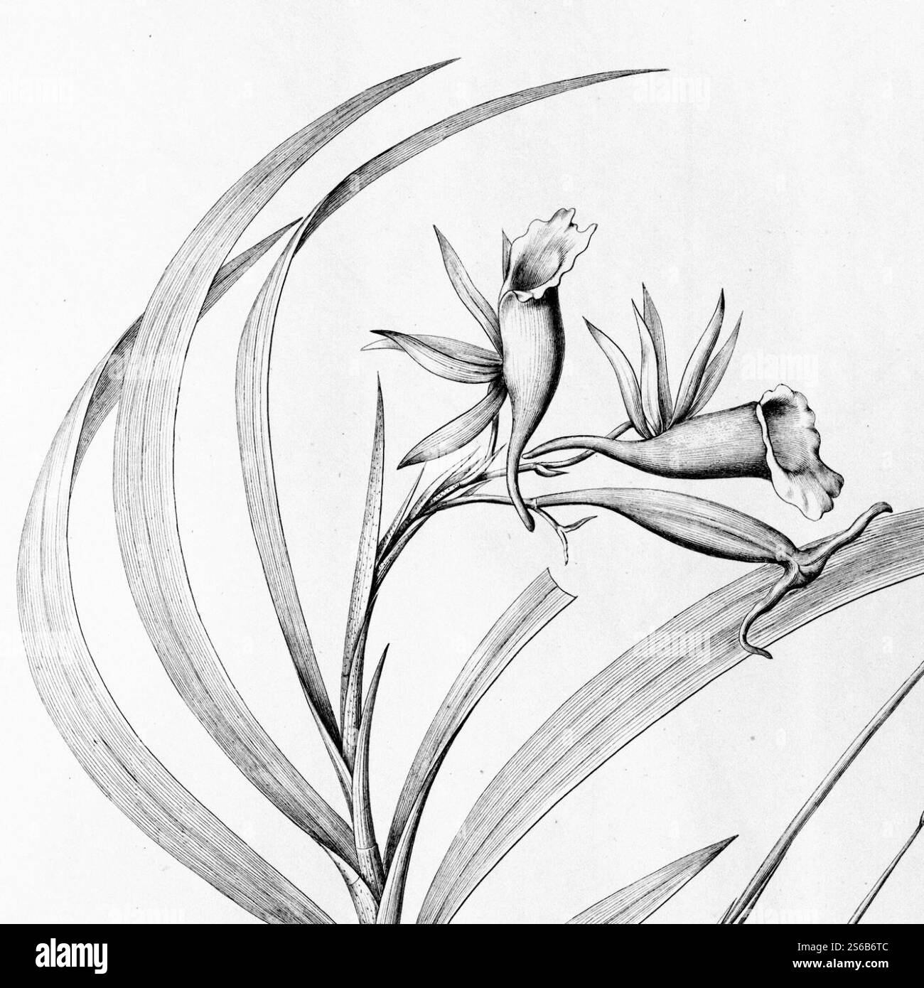 Galeandra curvifolia - Flora Brasiliensis 3-4-69 (cropped Stock Photo ...