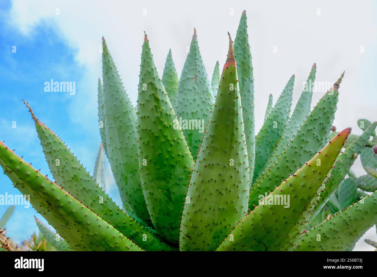 Large green aloe vera plant Stock Photo - Alamy