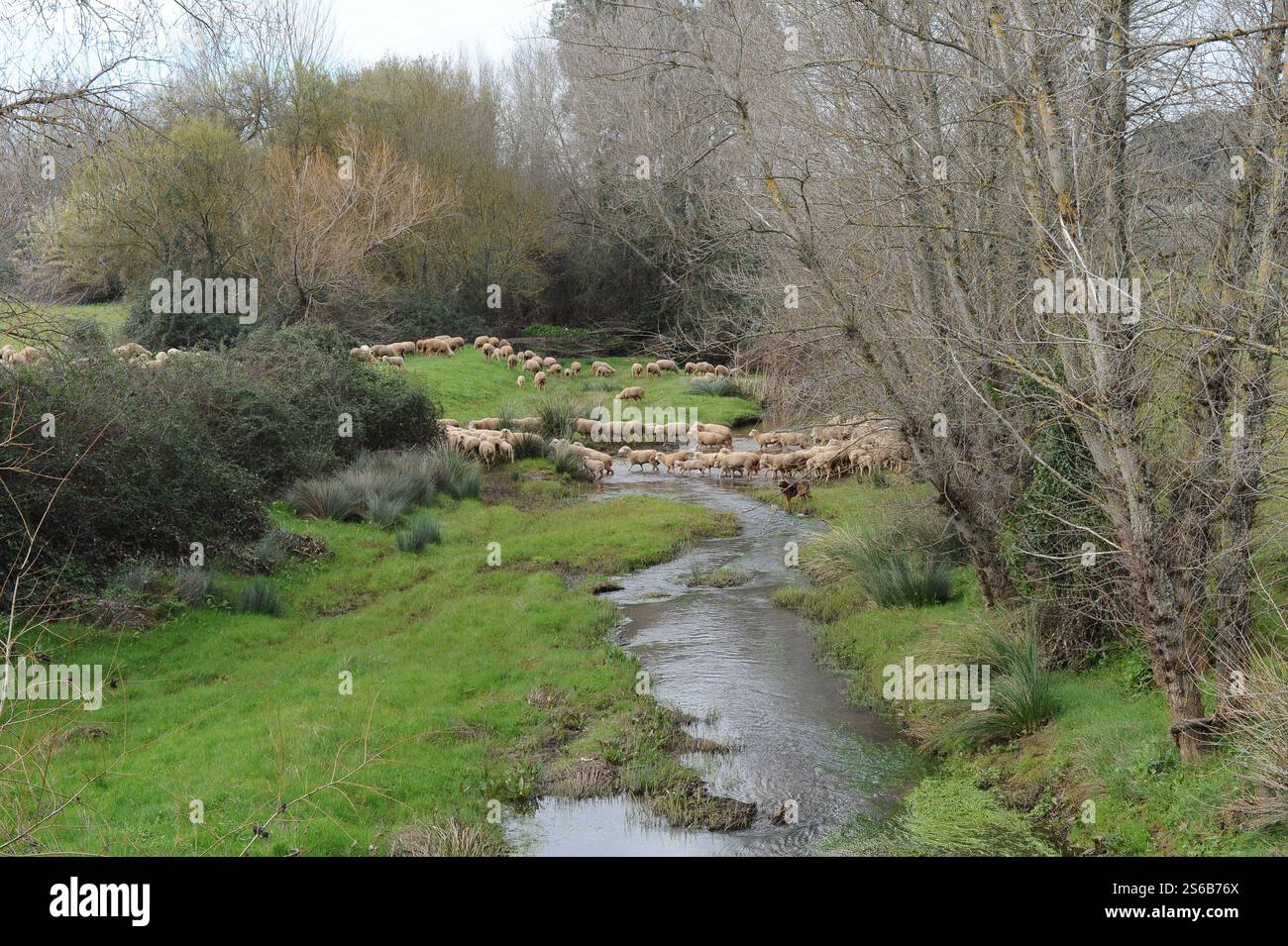 Bucolic Landscape with White Sheep Stock Photo - Alamy