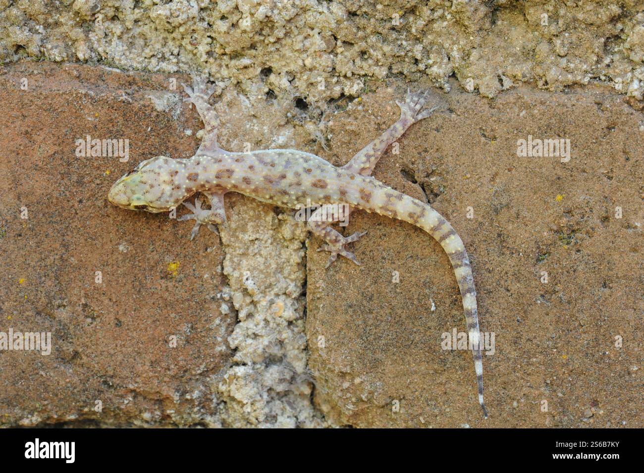 Mediterranean house gecko Stock Photo - Alamy