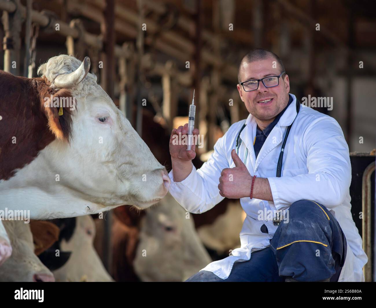 Veterinarian holding injection for cattle vaccination and health care ...