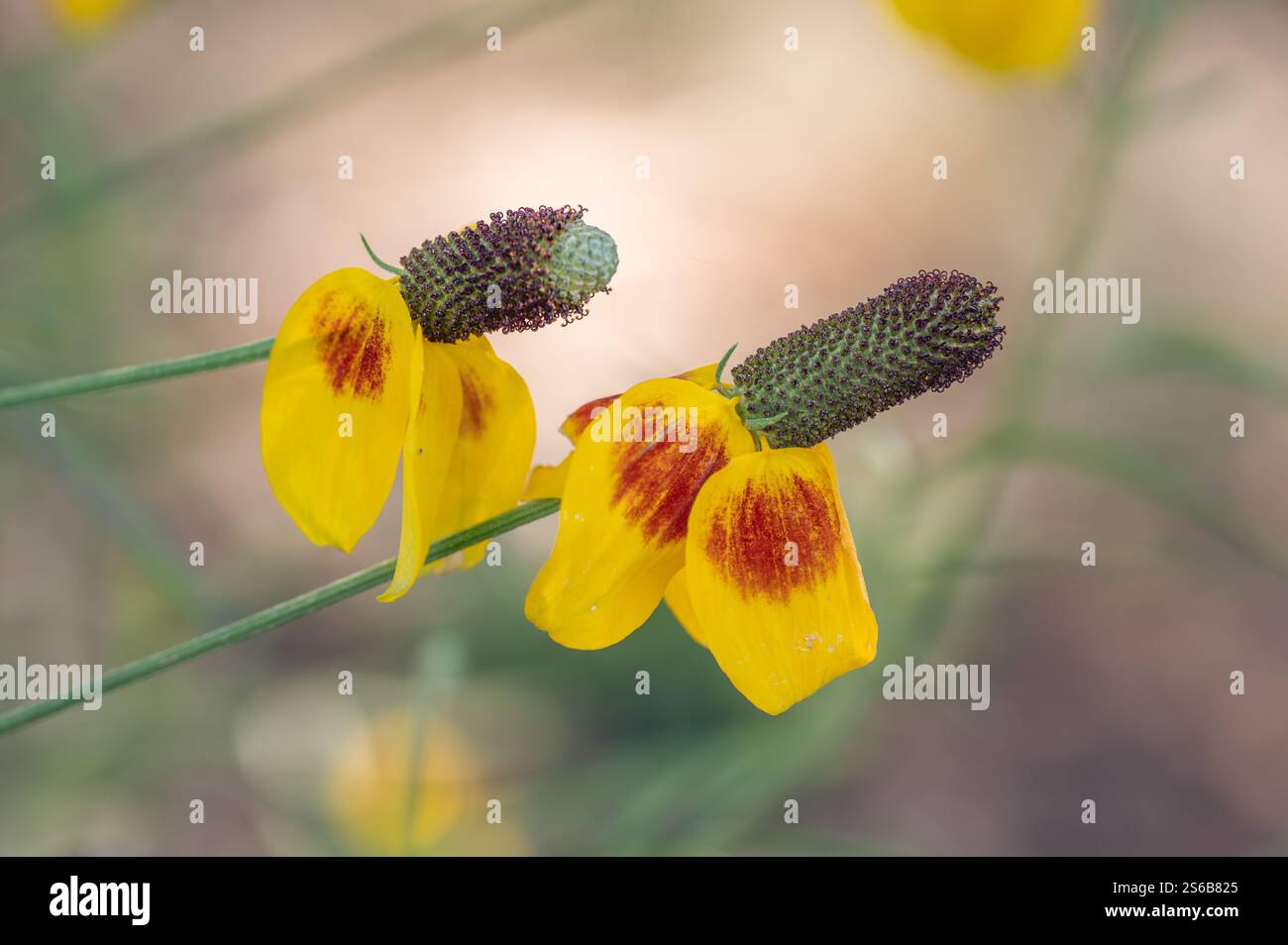 Two beautiful Mexican hat flowers, Ratibida columnifera, in an autumn ...
