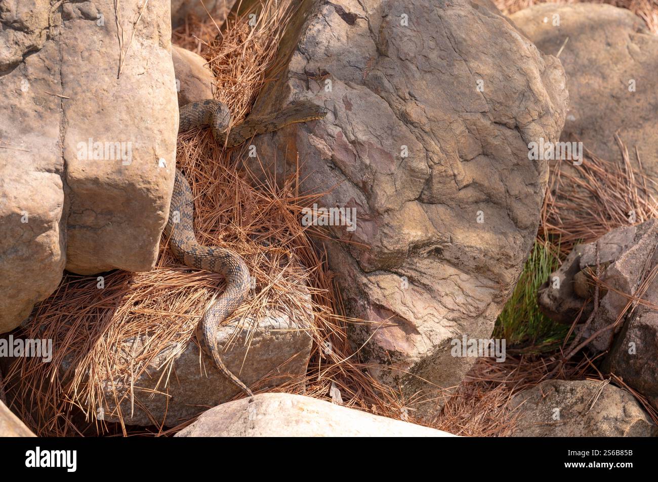 A diamondback water snake, Nerodia rhombifer, basking on sun warmed ...