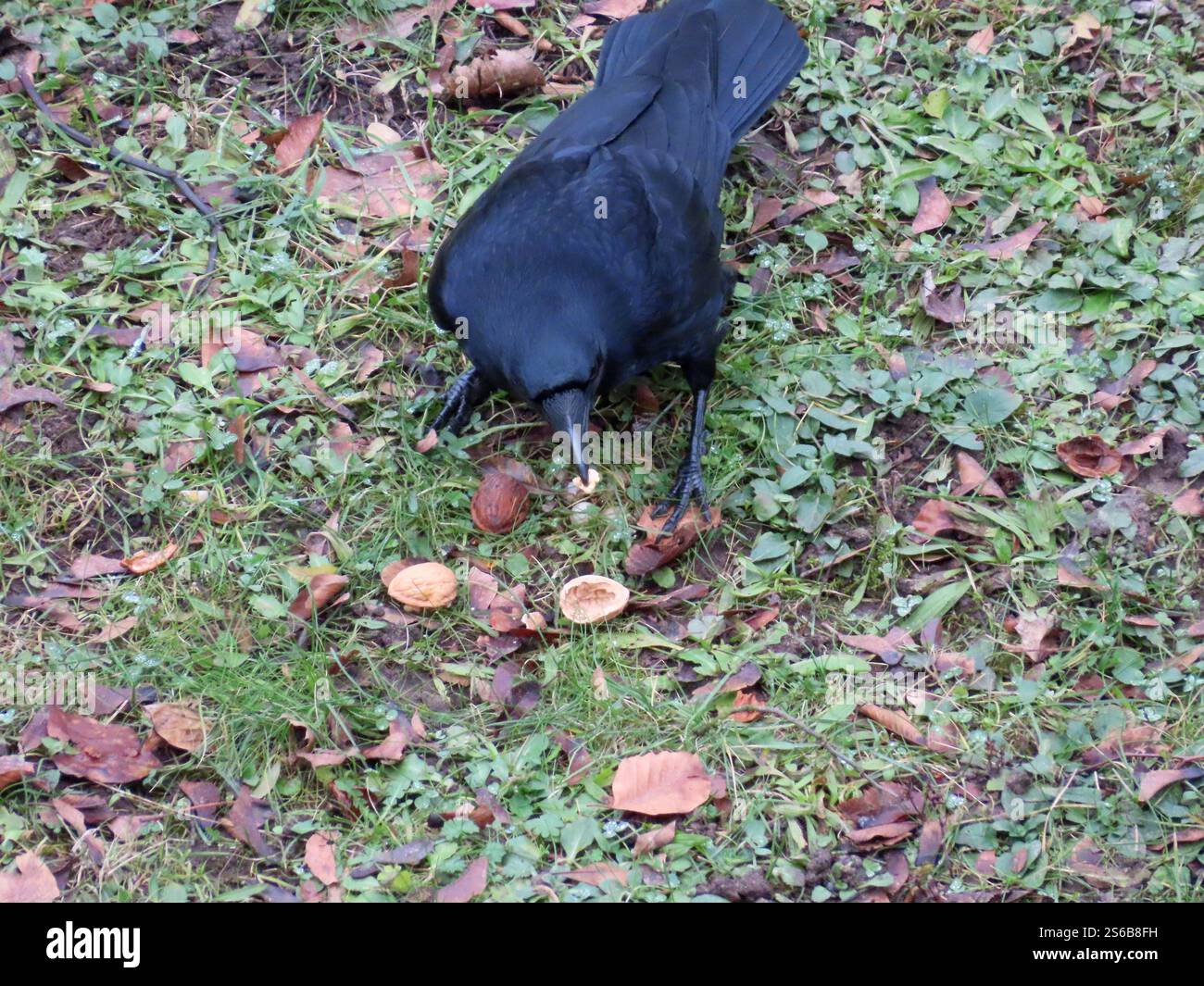 ...da bleibt kein Restt zurueck - Walnuss Kerne sind eine Delikatesse ...